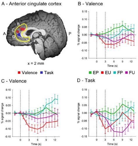 Responses In The Anterior Cingulate Cortex A Sagittal Slice From A
