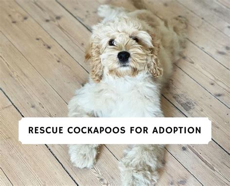 Top 5 Rescue Cockapoo Adoption Centers 2024