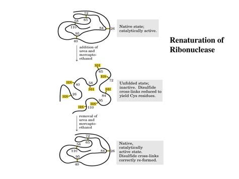 Ppt Denaturation Of Proteins By Heat And Guanidine Hydrochloride