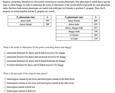 Solved Suppose Researchers Identified Two Drosophila Melanogaster Mutant Phenotypes One