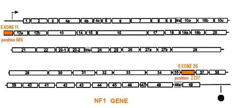 Gene NF 1 In Case 1 The Mutation Was Identified In Exon 11 And In Case Download Scientific