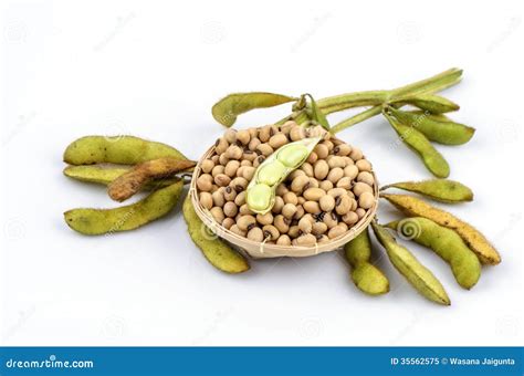 Soybean Glycine Max L Merrill Stock Image Image Of Heap Cholesterol 35562575