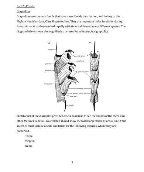 Part 2 Fossils Graptolites Graptolites Are Common