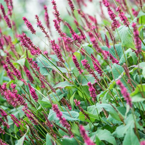 Szkółka Bylin Dobrepole - Persicaria amplexicaulis 'Speciosa' - rdest ...