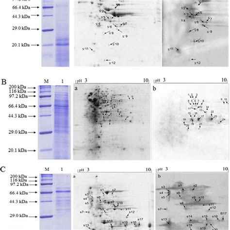 Identification Of Immunogenic Proteins Of S Hyicus Zc 4 By One Or