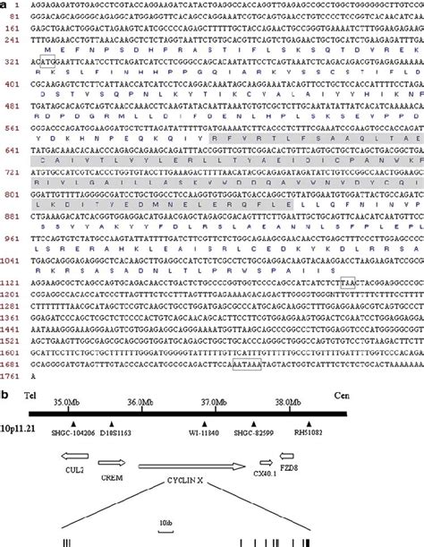 A The Nucleotide Sequences Of Human Cyclin X And Its Putative Amino Download Scientific