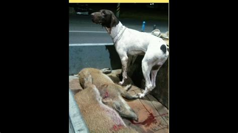 독일포인터 올리브의 🐗멧돼지사냥😲 이게진짜야대박🎊 수렵견 멧견 독일포인터 명견 사냥개 멧사냥 시베리아라이카