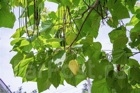 Катальпа декоративное дерево для сада рассада новый в наличии Цена 400₽ во Владивостоке