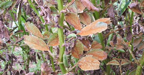 Elatus Era Approved For Chocolate Spot And Rust Control In Beans Agriland Ie