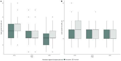 Differences In Upper Epidermis Width A And Lower Epidermis Width B