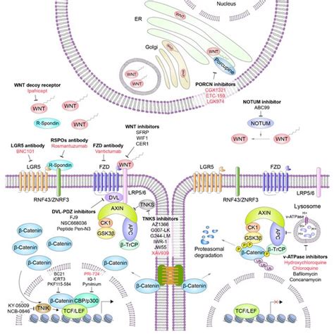 Wnt targeting agents for the Wnt β catenin signaling pathway Wnt