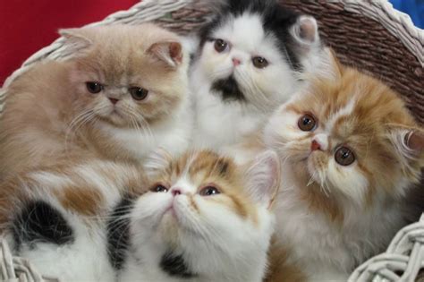 Все про особенности экзотической короткошерстной кошки породы экзот