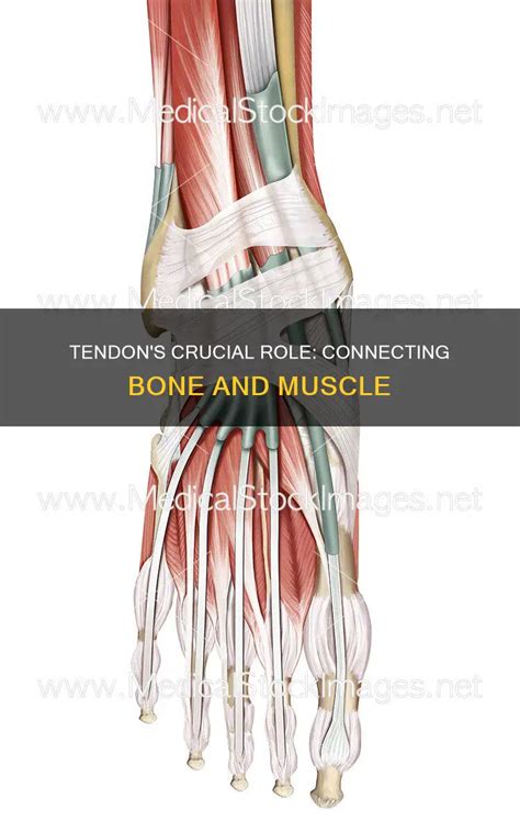 Tendons Crucial Role Connecting Bone And Muscle Cyvigor