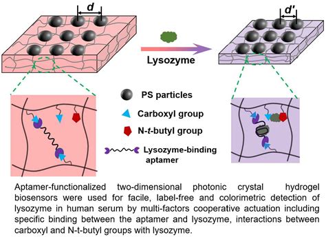 Biosensors Free Full Text Multi Factors Cooperatively Actuated Photonic Hydrogel Aptasensors