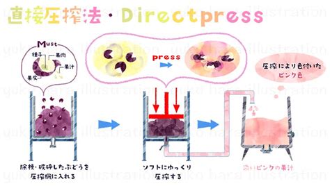 イラストレーターはらゆうこのギャラリー｜ワイン｜ロゼワインロゼワイン醸造製法