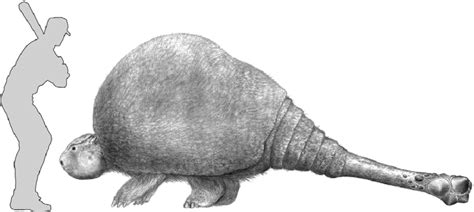 Artistic Reconstruction Of Doedicurus Clavicaudatus With A Human For
