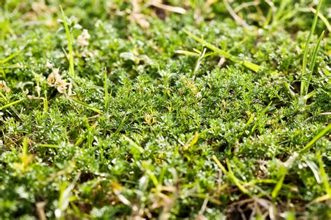 Dons Tips Bindii Burkes Backyard