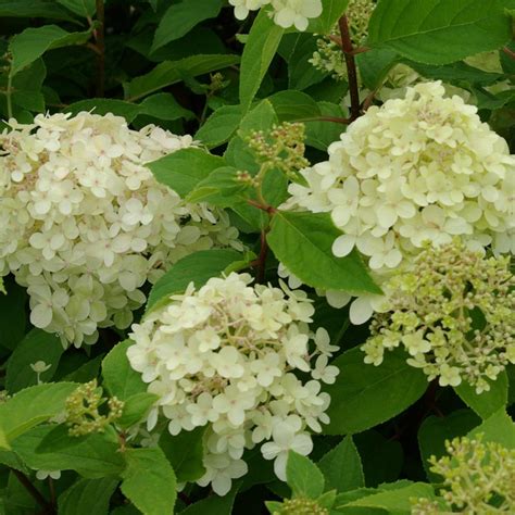 Hydrangea Pan Limelight ® Dandv Plant Production