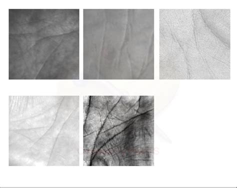 Example Of A Palmprint Image From Each One Of The Five Datasets From Download Scientific