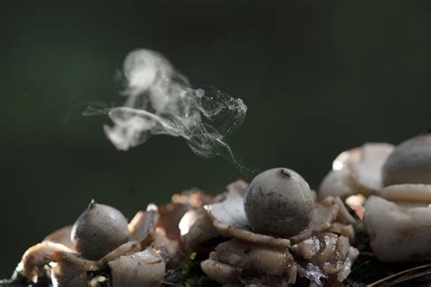 Mushroom Reproduction And Spore Germination Explained 52 Off