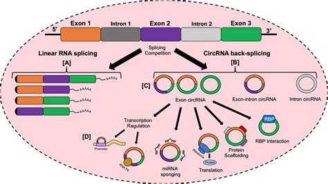 Circrna Biogenesis And Interactions A The Splicing Of Pre‐mrna And Circrna Biogenesis And Interactions A The Splicing Of Pre‐mrna And