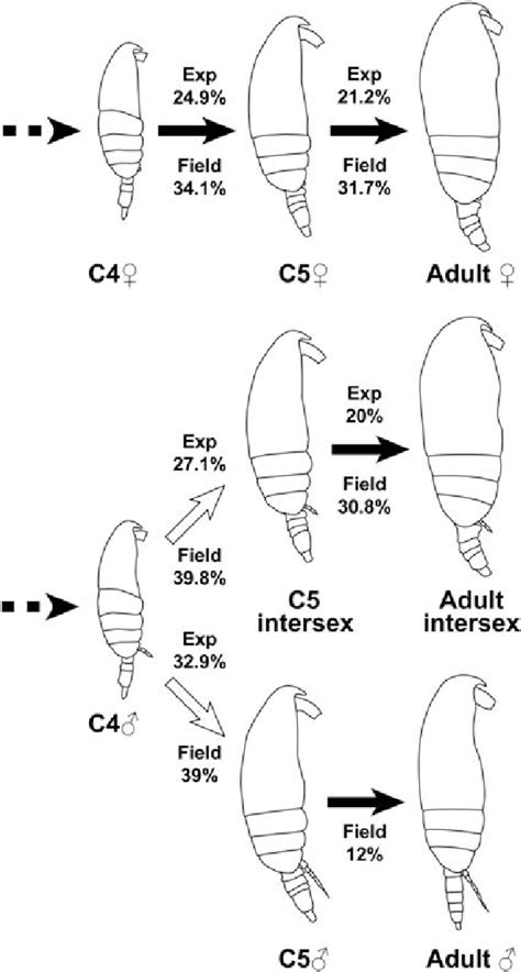 Conceptual Model Of Development And Sex Differentiation In Acrocalanus Download Scientific
