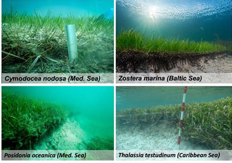 Seagrass Roots Strongly Reduce Cliff Erosion Rates In Sandy Sediments