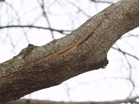 How To Repair A Broken Tree Branch At Kathleen Lynch Blog