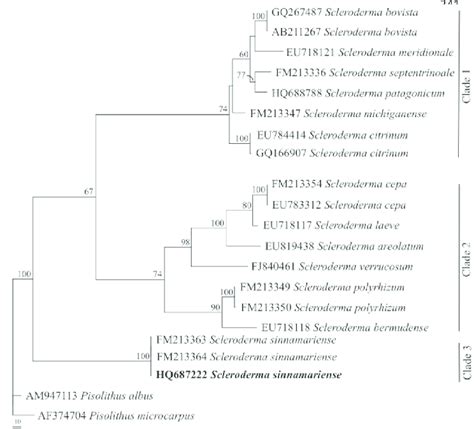 A Maximum Parsimonious Tree Inferred From A Heuristic Search Of The