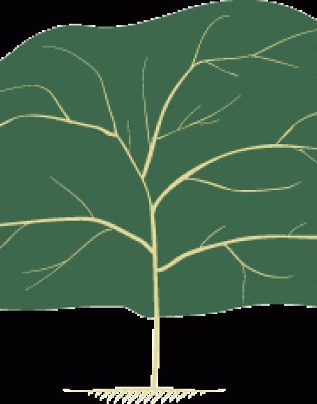 Acer Palmatum Var Dissectum ‘viridis Moon Nurseries