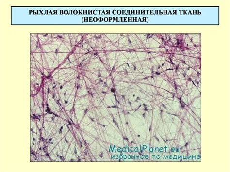 Ткани 2 часть Соединительная ткань Online Presentation