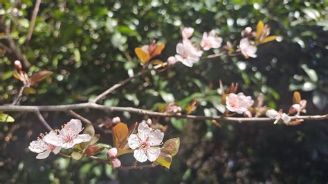 美丽吉安之赏花系列：紫叶李花开灿烂 搜狐大视野 搜狐新闻