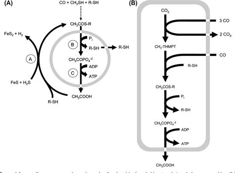 Figure 2 From The Stepwise Evolution Of Early Life Driven By Energy