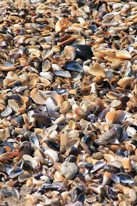 Clam Shells Molluscs Shellfish Seafood Marine Mollusk Aquatic