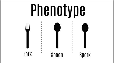 Phenotype How Sex Is NOT A Spectrum YouTube