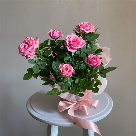 Комнатные розы в горшках — купить по низкой цене на Яндекс Маркете