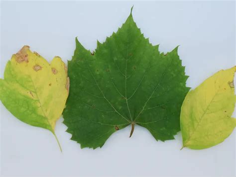 Determining A Plants Health With Tinyml Open Electronics Open