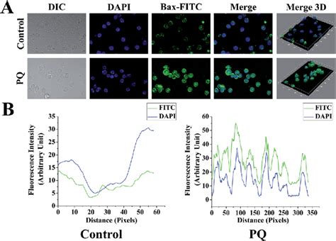 A Sub Cellular Localization And Expression Levels Of Bax In