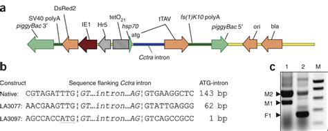 Sex Specific Lethal Constructs A Diagrammatic Representation Of Download Scientific Diagram