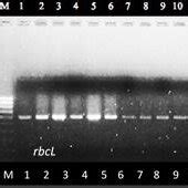 Primer Sequences For Seven Dna Barcode Loci Download Scientific Diagram