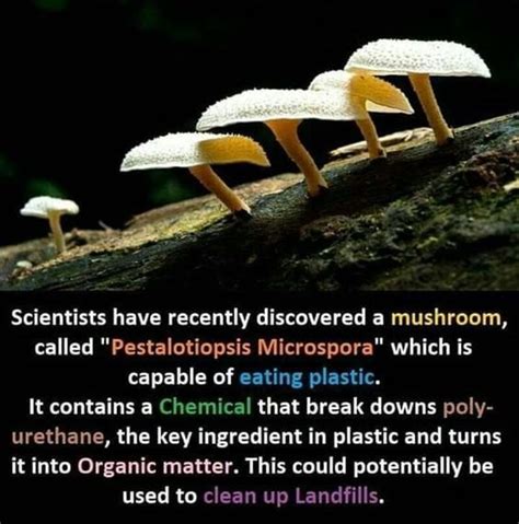 Pestalotiopsis Microspora Capable To Eating Plastic 9gag