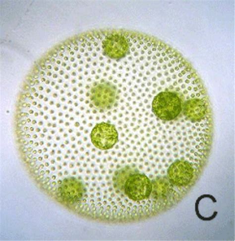 BIOL 1000 Lab Practical 1 Midterm Flashcards Quizlet