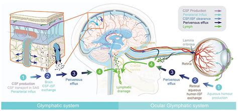 Glymphatic System Phytomelatonin