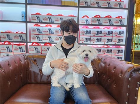 잠실 2022 0139 비숑프리제 망고 책임분양 샴입양 셀커크렉스입양 스코티쉬폴드입양 스핑크스입양 아메리칸숏헤어입양 아비시니안입양 터키시앙고라입양 페르시안입양 애완견입양