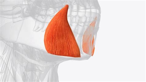 Premium Photo The Depressor Anguli Oris Muscle Triangularis Muscle Is
