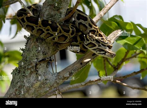 A Burmese Python Is Seen In The Everglades National Park Where The Invasive Species Poses A
