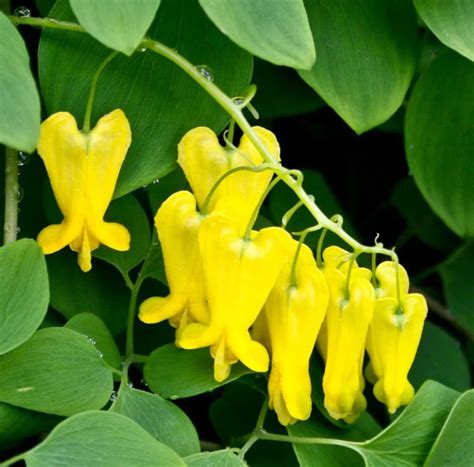 Dicentra Spectabilis Yellow Bleeding Heart Flower Seeds For Planting