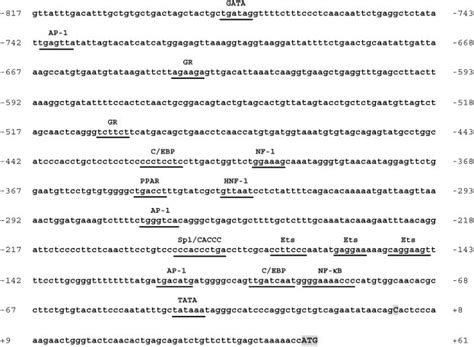 Nucleotide Sequence Of The Human Mip 3 Promoter Region The Putative Download Scientific