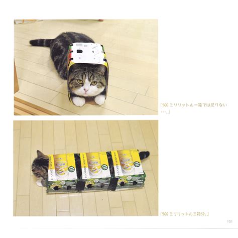 Maru The Cat Box