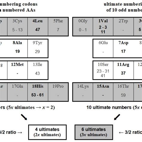 as it appears in figure 8 the twenty ultimate numbered codons are